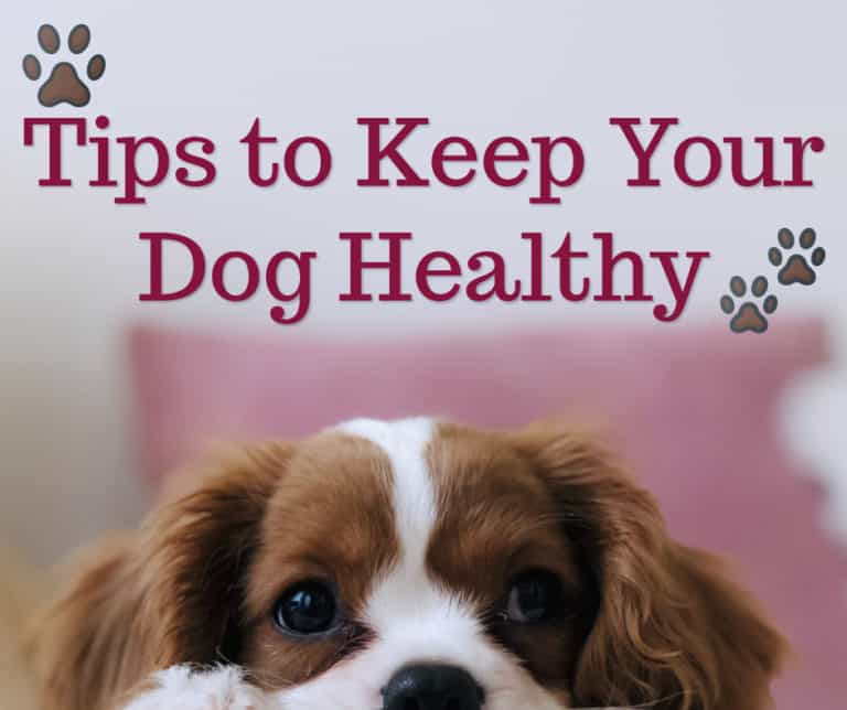 Top Tips to Keep Your Dog Healthy - This Mama Loves