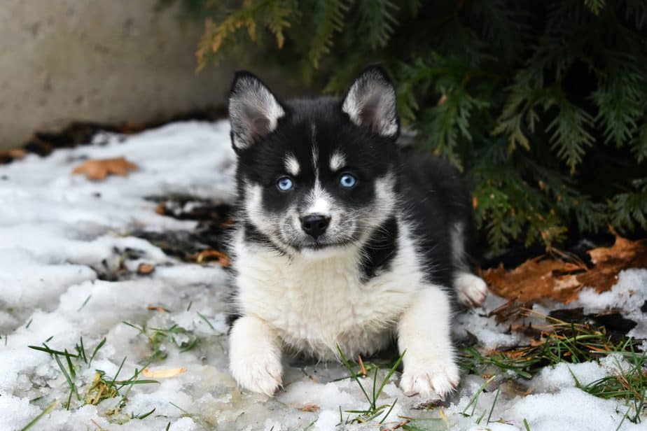Everything You Need to Know About the Pomsky Dog - This Mama Loves