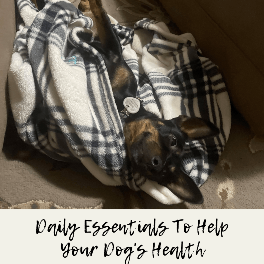 Daily Essentials To Help Your Dog's Health - This Mama Loves